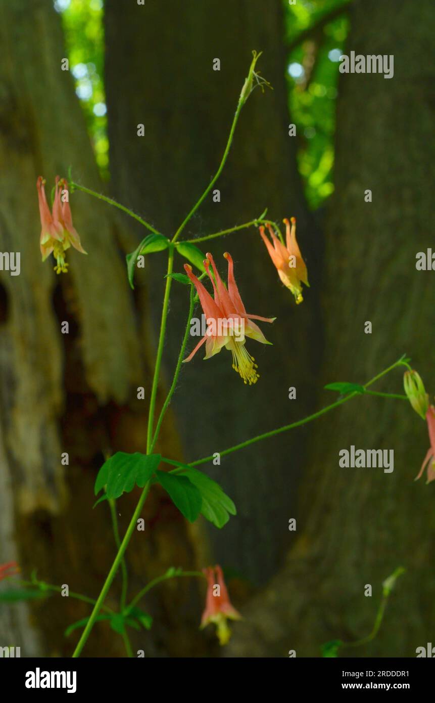 Columbine canadensis hi-res stock photography and images - Alamy