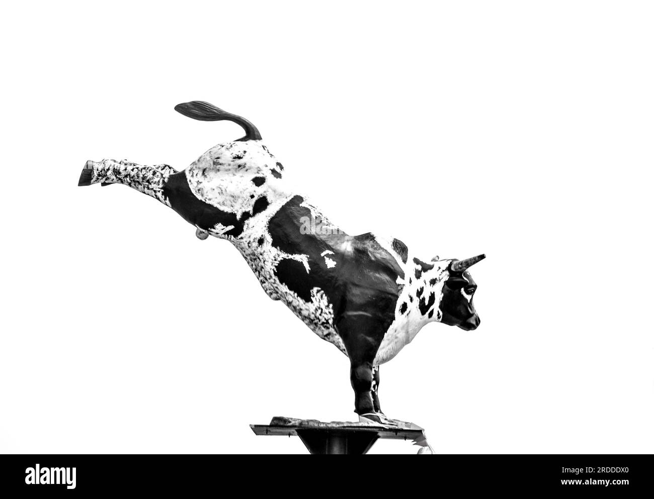 Holstein bull hi-res stock photography and images - Alamy