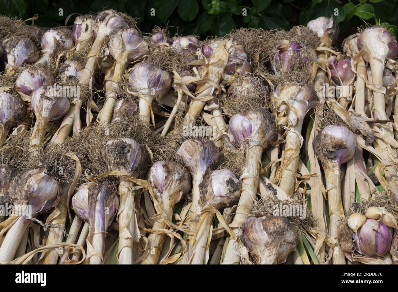 Allium sativum plant plants hi-res stock photography and images - Alamy