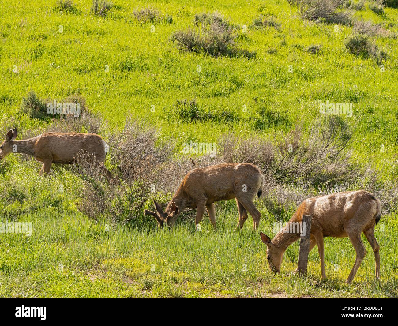 Morefield campground hi-res stock photography and images - Alamy