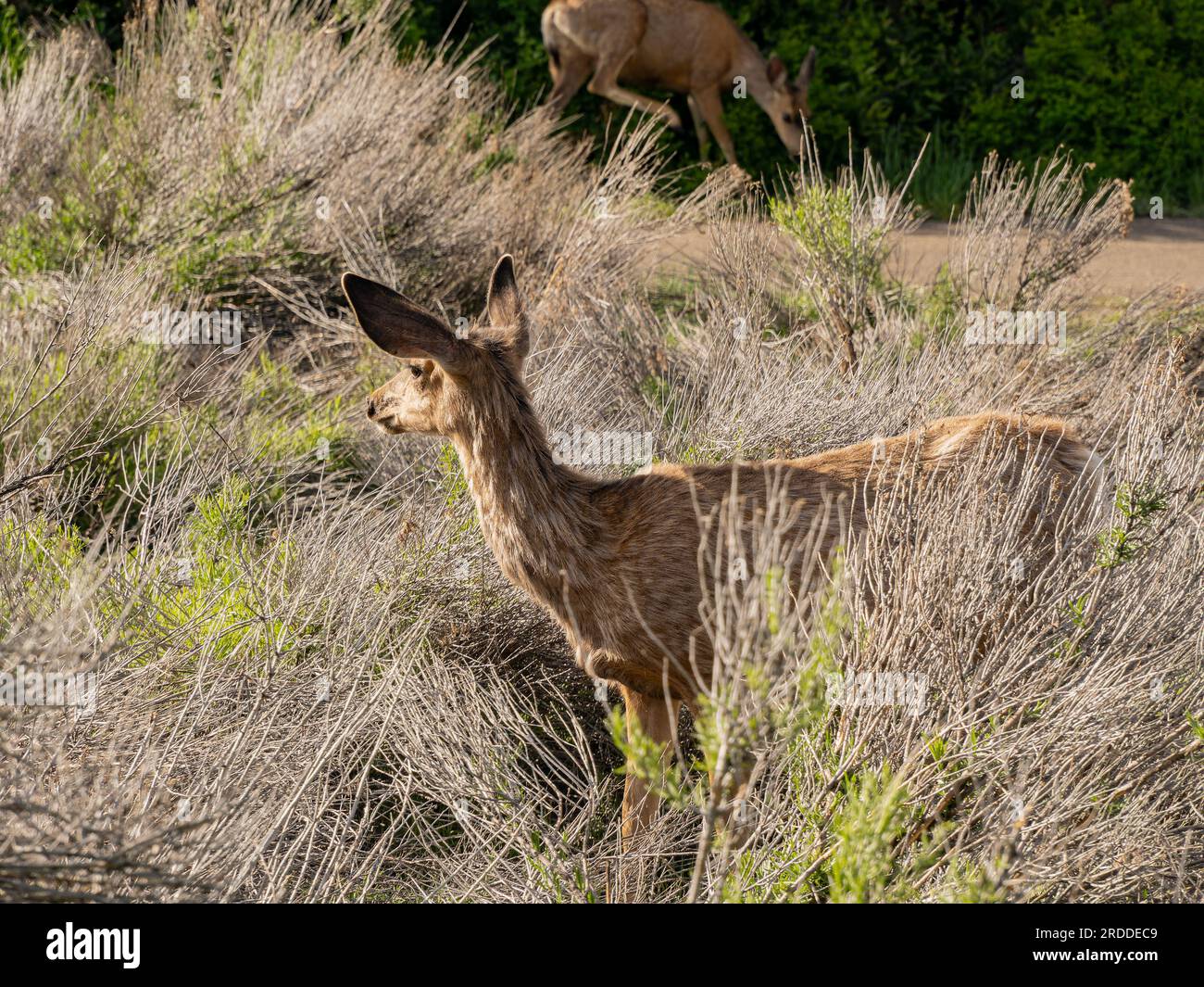 Close up shot of deer in Morefield Campground at Colorado Stock Photo ...