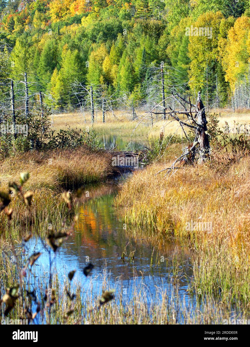 Summer turns to Autumn in Upper Peninsula, Michigan. Brook twists into ...