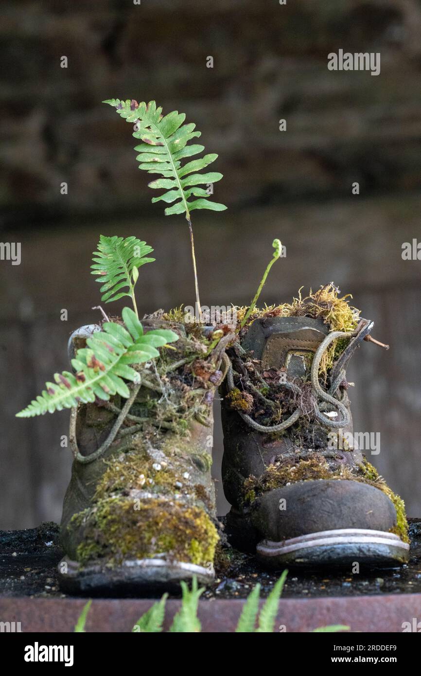 Interesting plants from lost garden of heligan Stock Photo - Alamy