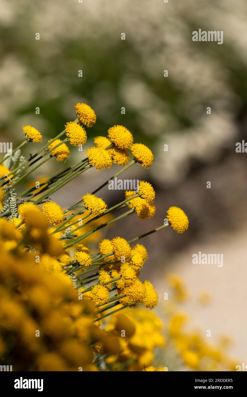 Interesting plants from lost garden of heligan Stock Photo - Alamy
