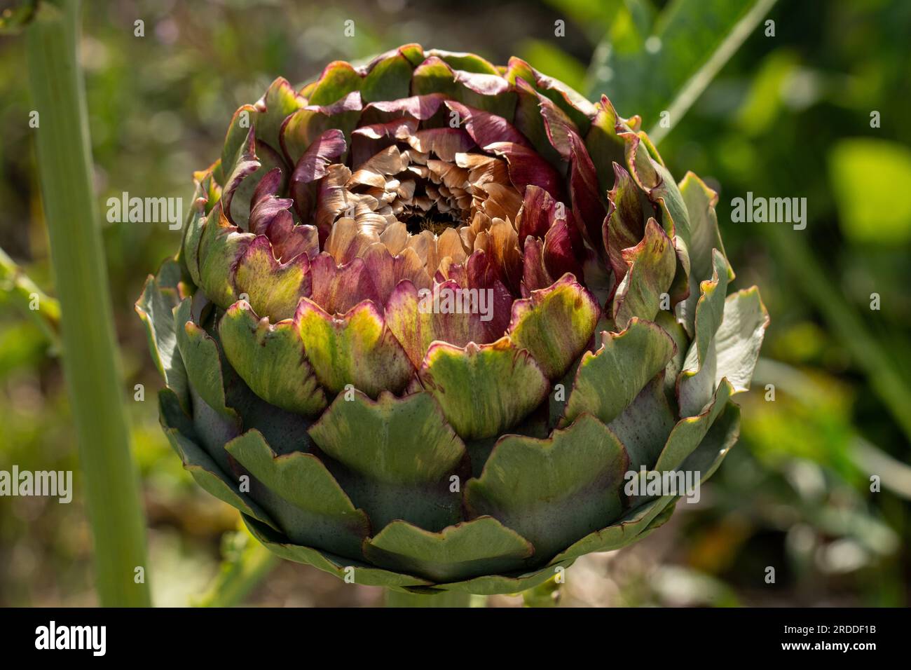 Interesting plants from lost garden of heligan Stock Photo - Alamy