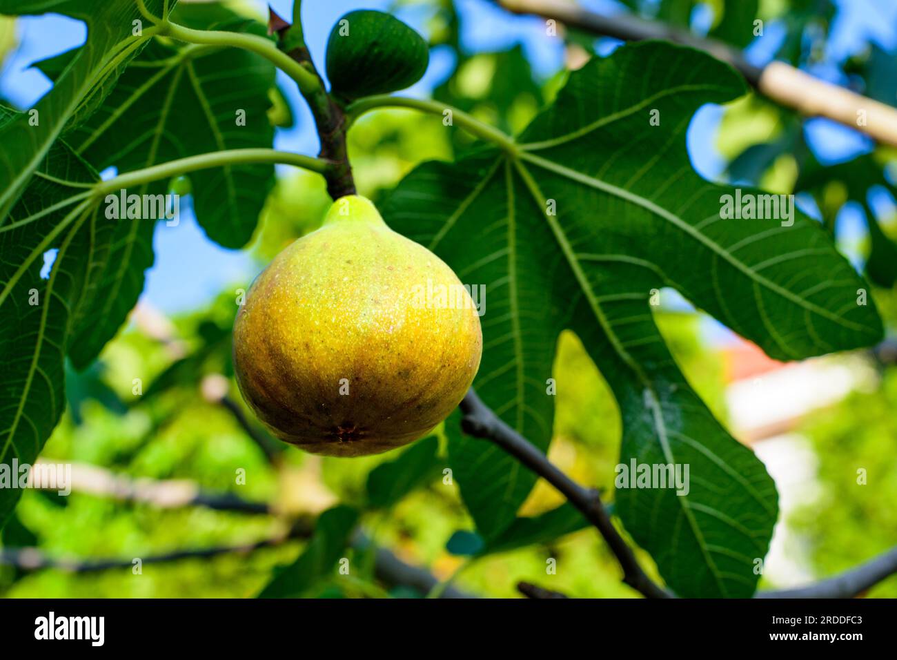 yellow ripe figs on a tree branch Stock Photo - Alamy