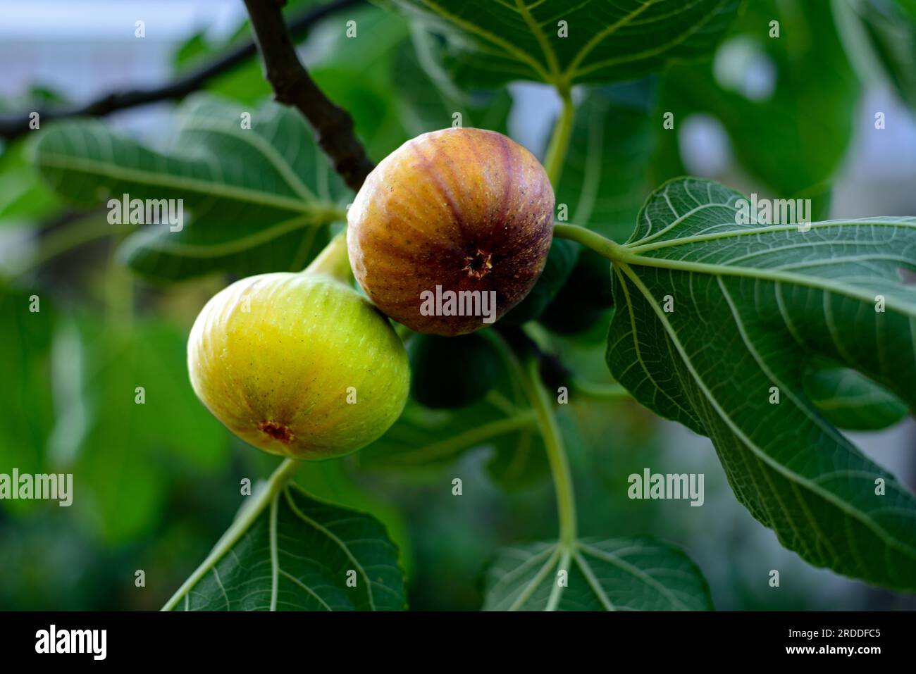 yellow ripe figs on a tree branch Stock Photo - Alamy