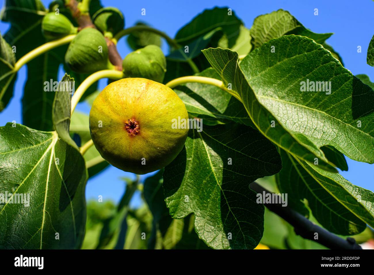 Natural ripe unripe figs hi-res stock photography and images - Alamy