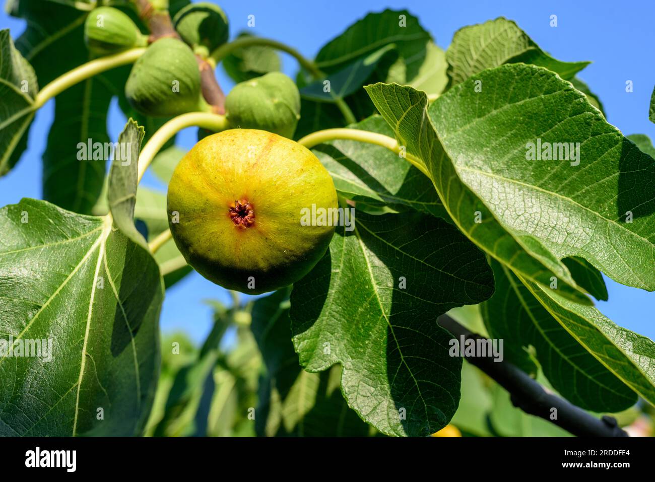 yellow ripe figs on a tree branch Stock Photo - Alamy