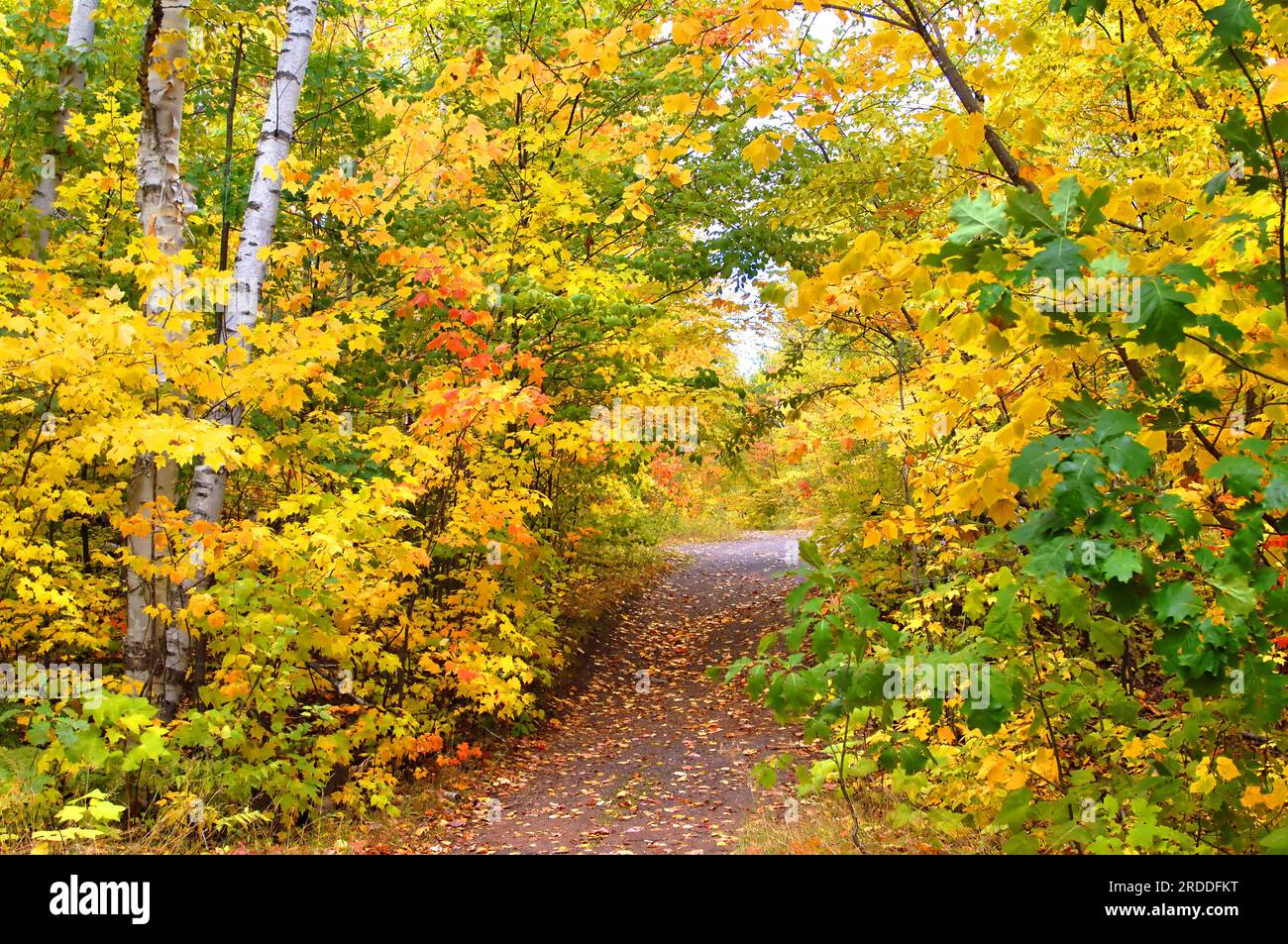 Autumn leaves form yellow tunnel over the trail to Hungarian Falls in ...