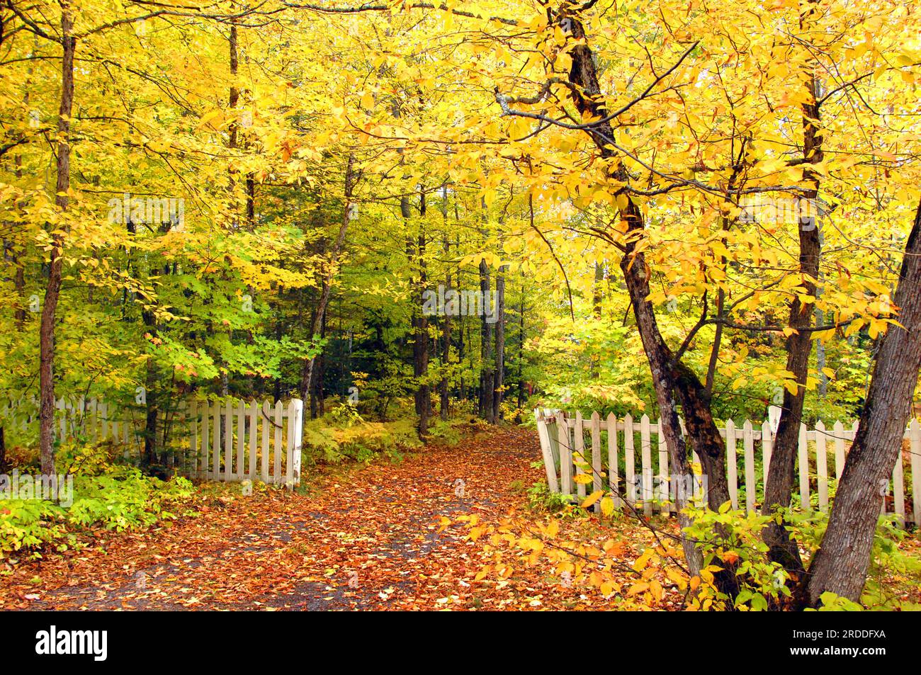 Golden tunnel of yellow leaves overhang white picket fence and narrow ...