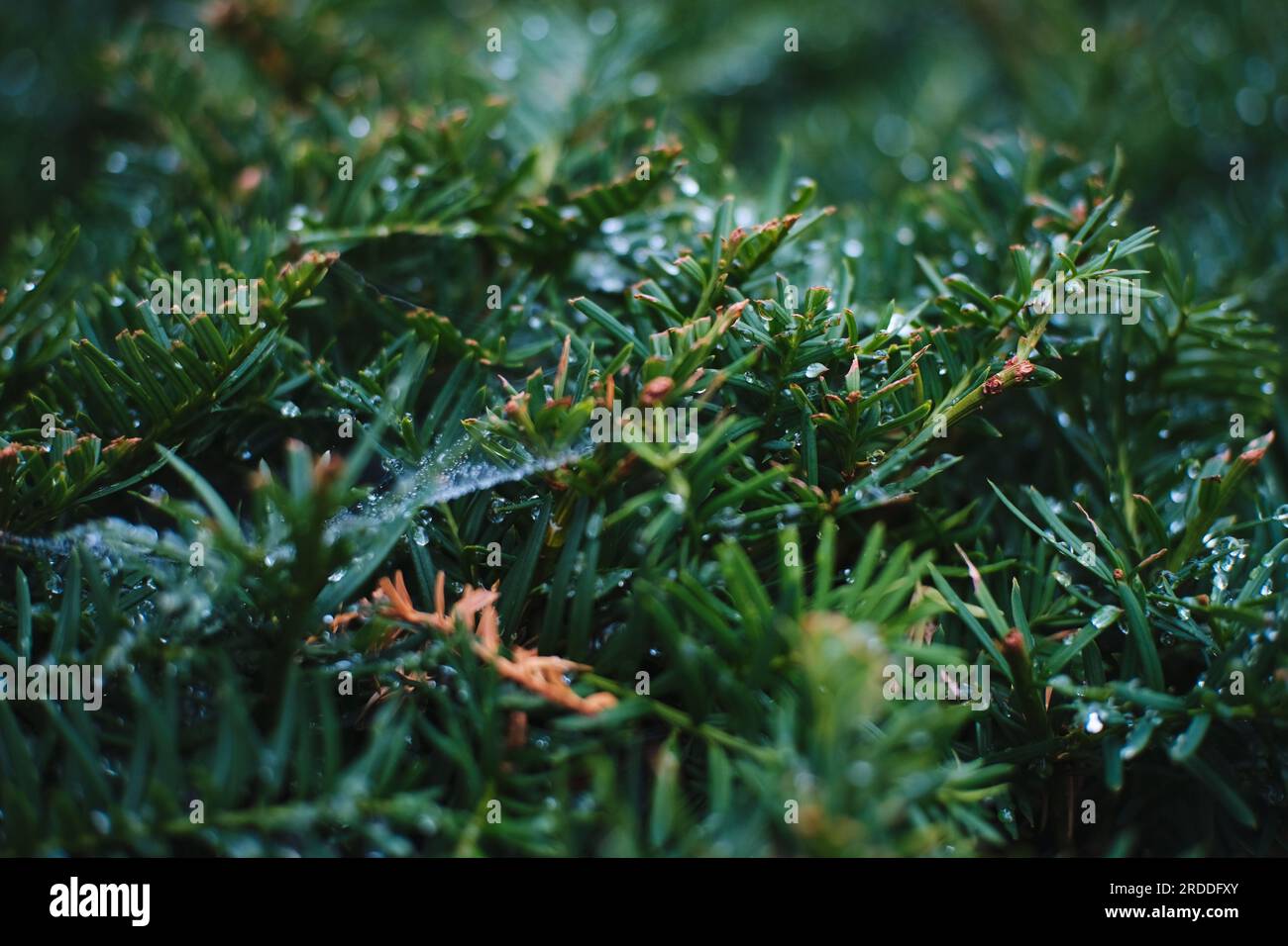 Closeup pine needles hi-res stock photography and images - Alamy