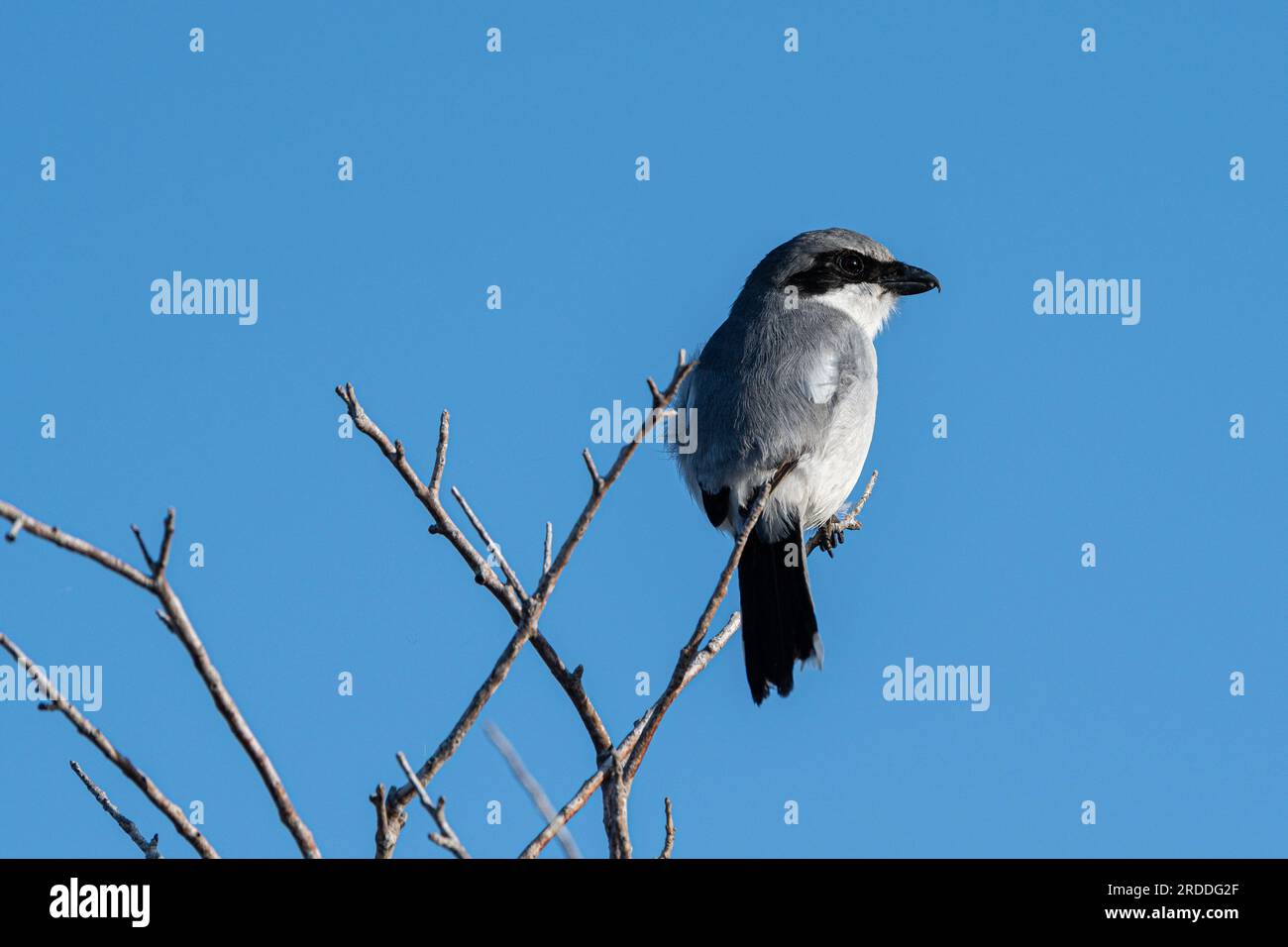 Hunt shrike hi-res stock photography and images - Alamy