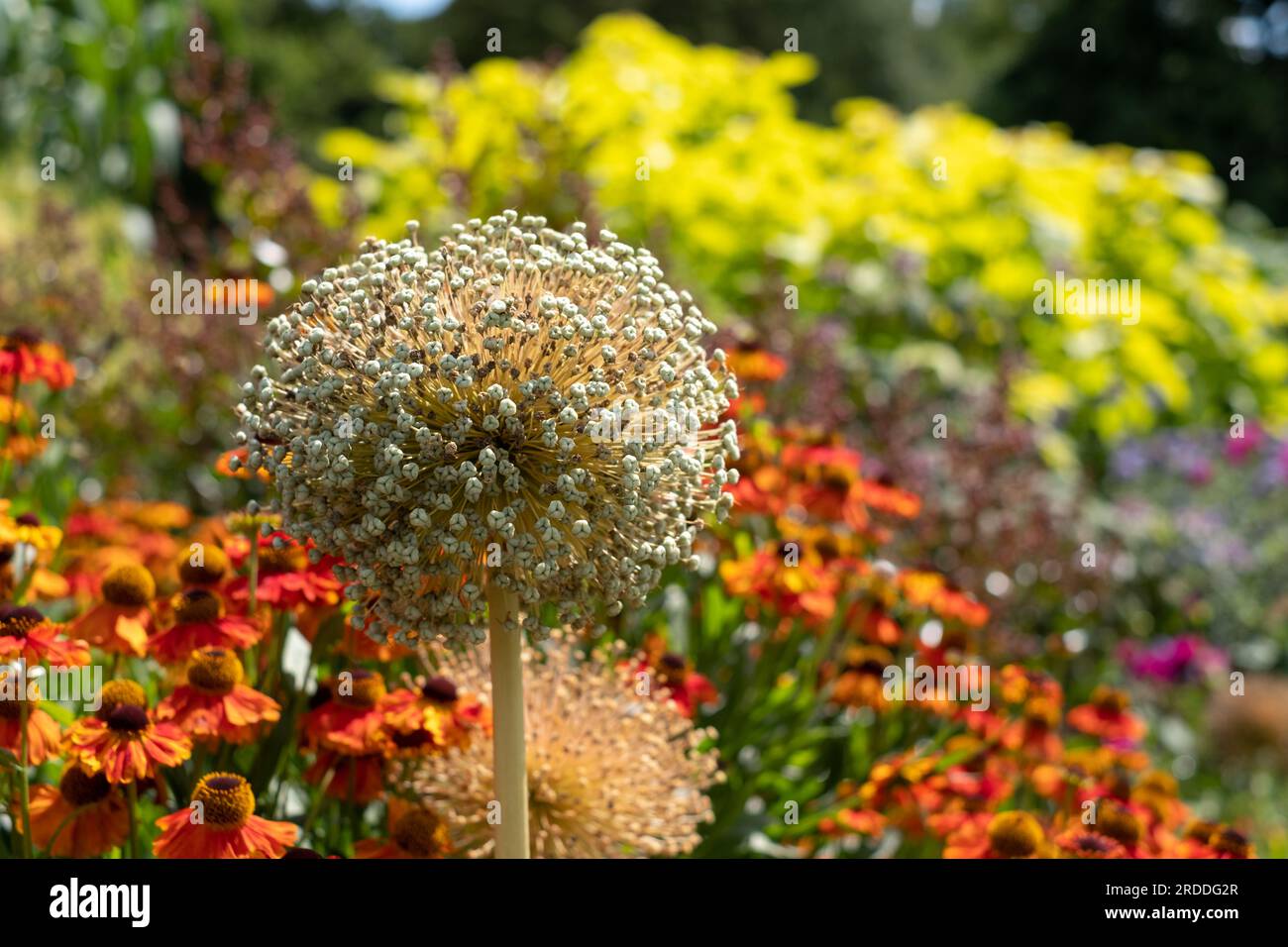 Dead, dried and decayed spring flowering Allium seed heads ...
