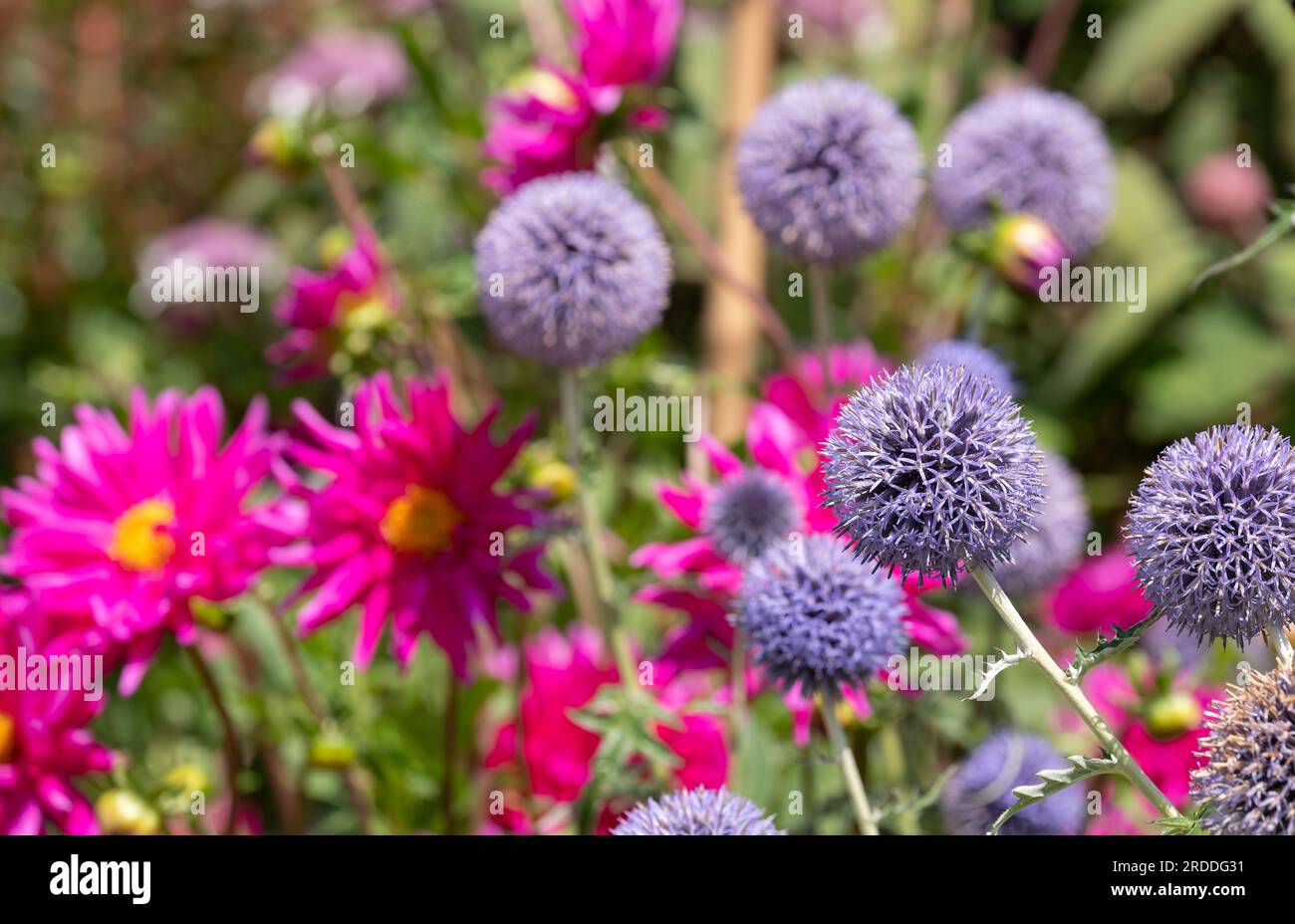 Stunning, colourful mixed flower borders at the RHS Wisley Garden ...