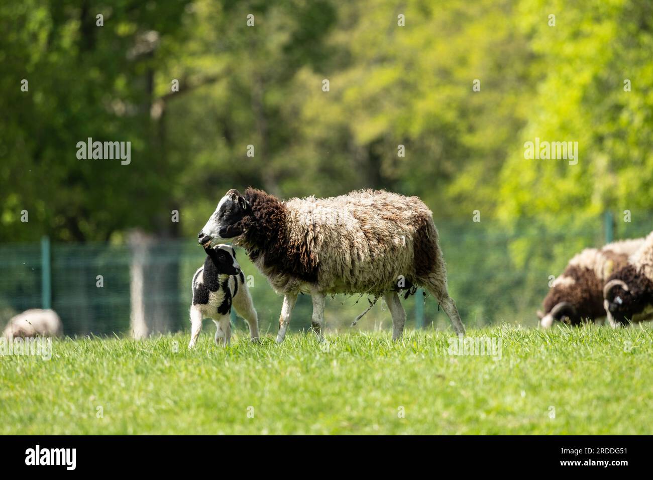 Domestic sheep jacob sheep lamb hi-res stock photography and images - Alamy