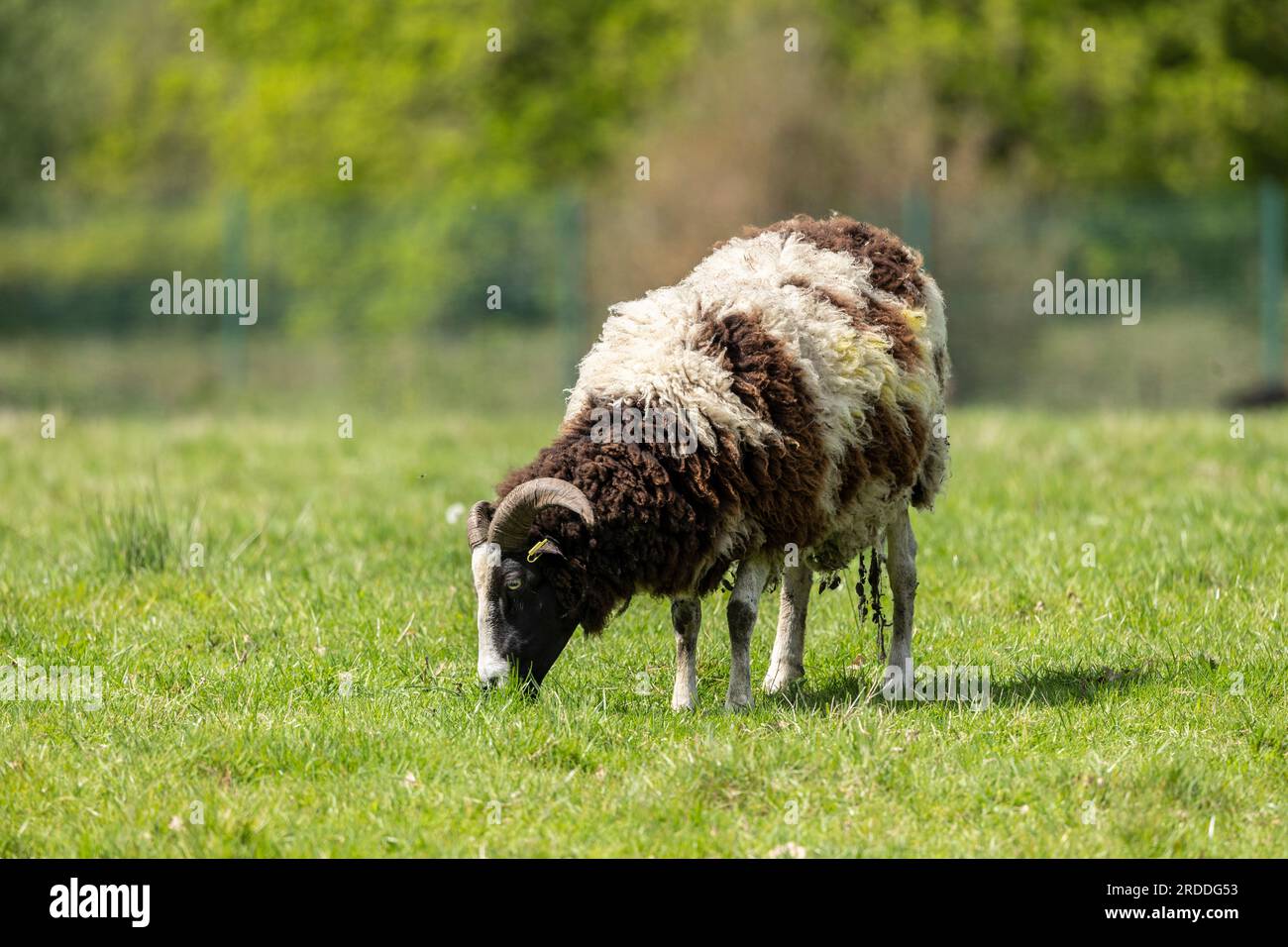 Jacob sheep breed eating grass in their paddock Stock Photo - Alamy