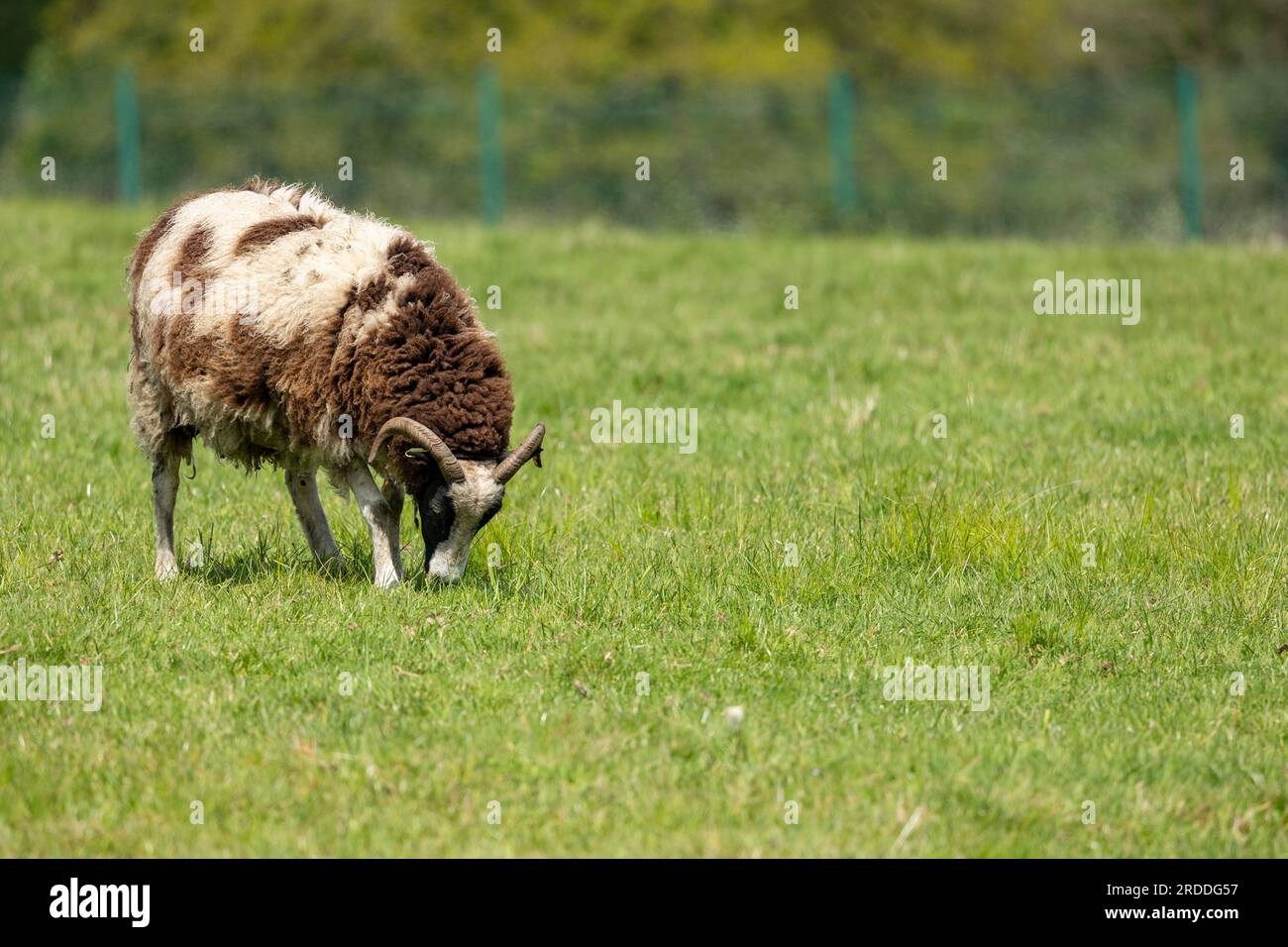 Jacob sheep breed hi-res stock photography and images - Alamy