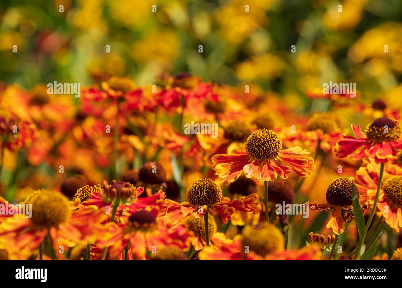 Bright orange Sombrero Adobe Orange Echinacea flowers, also known as ...