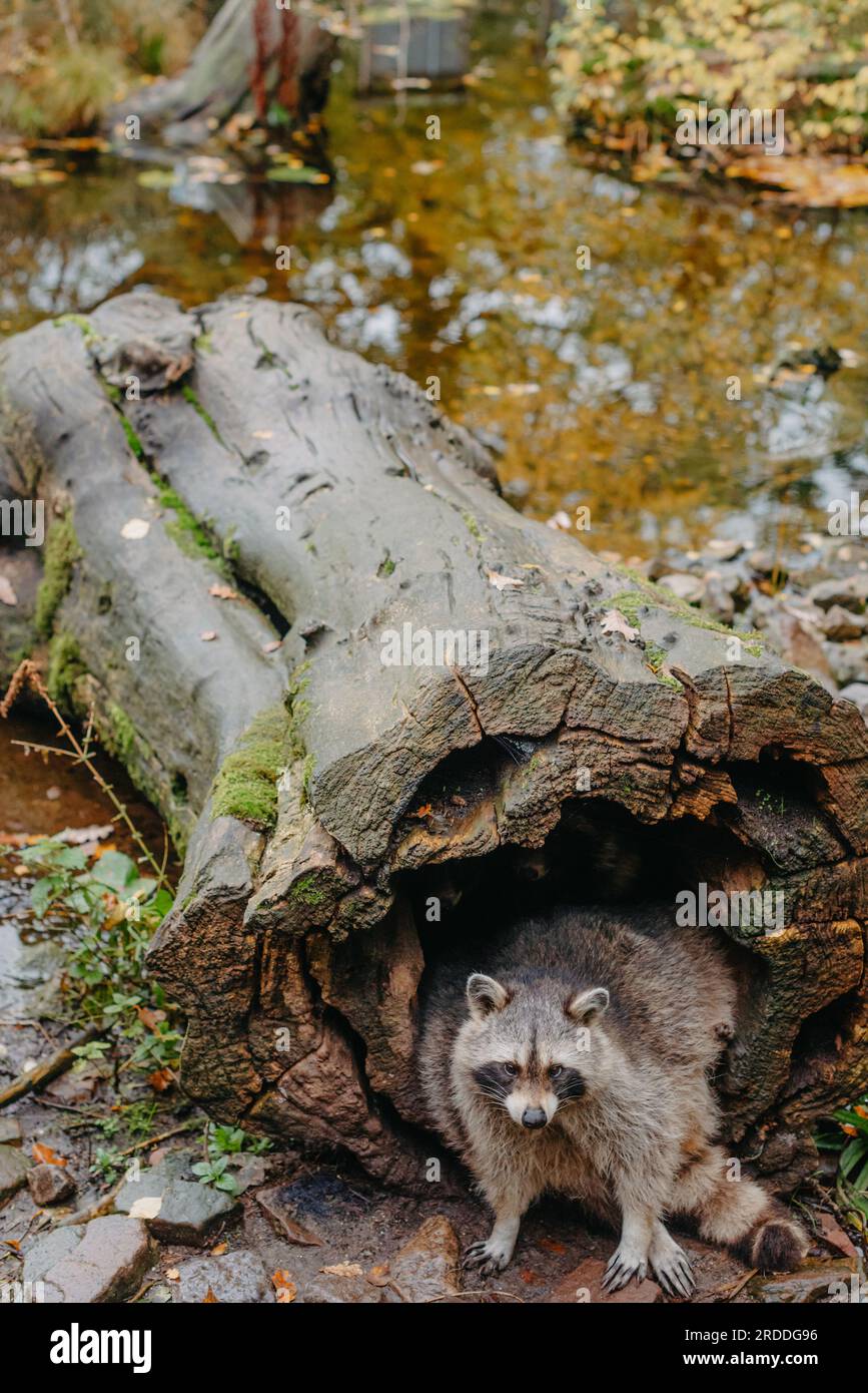 Gorgeous raccoon cute peeks out of a hollow in the bark of a large tree ...