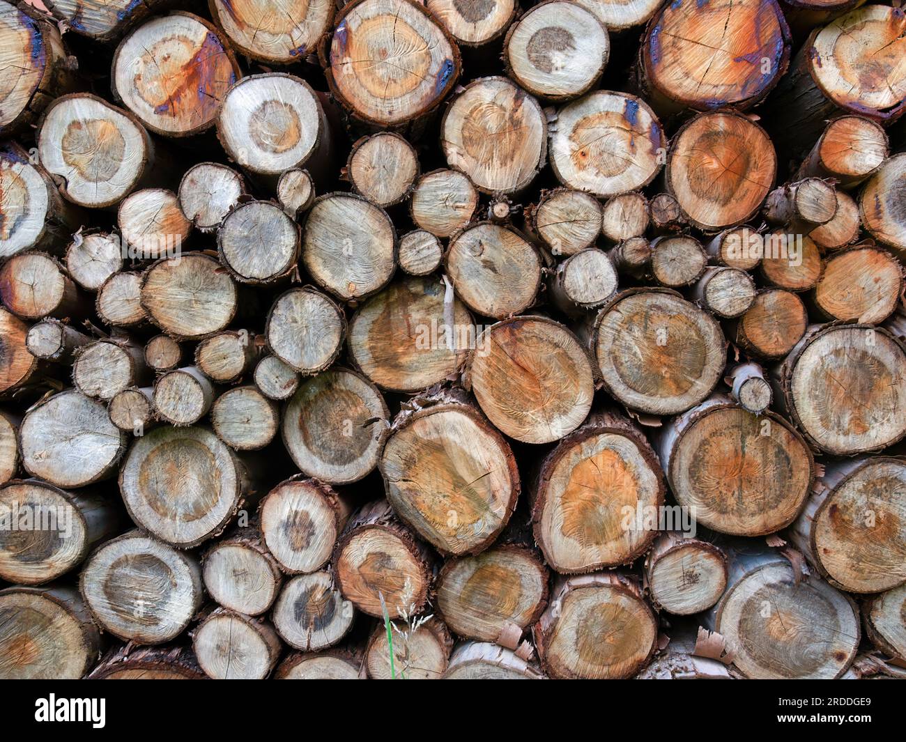 Deforestation industrial farm hi-res stock photography and images - Alamy
