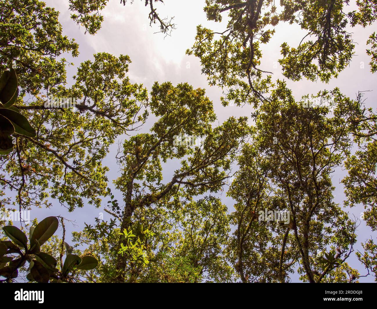 The canopy of Colombian oaks in a mist forest near the town of Arcabuco ...