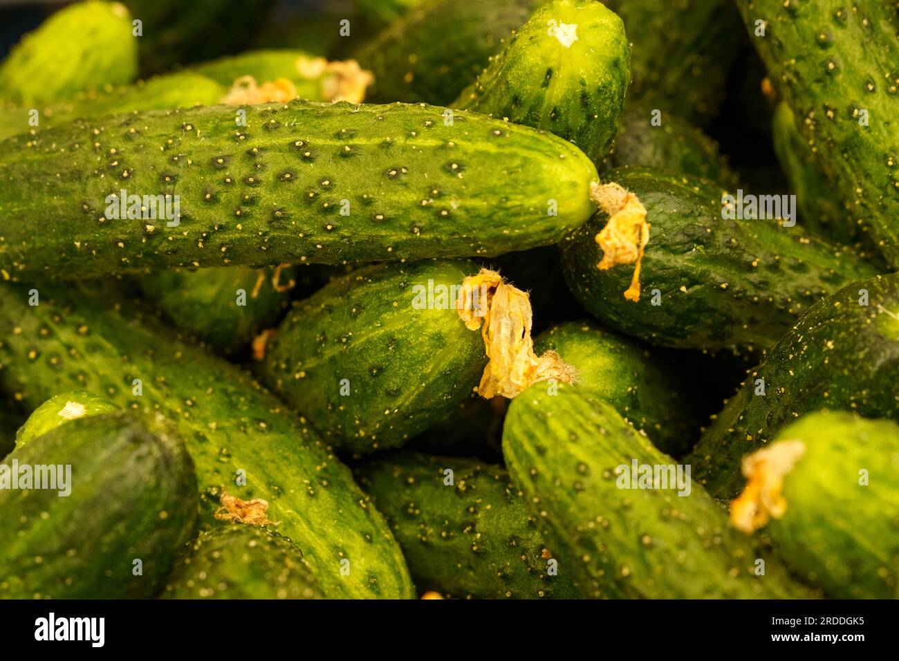 Showcase with cucumbers. Food market, close-up Stock Photo - Alamy