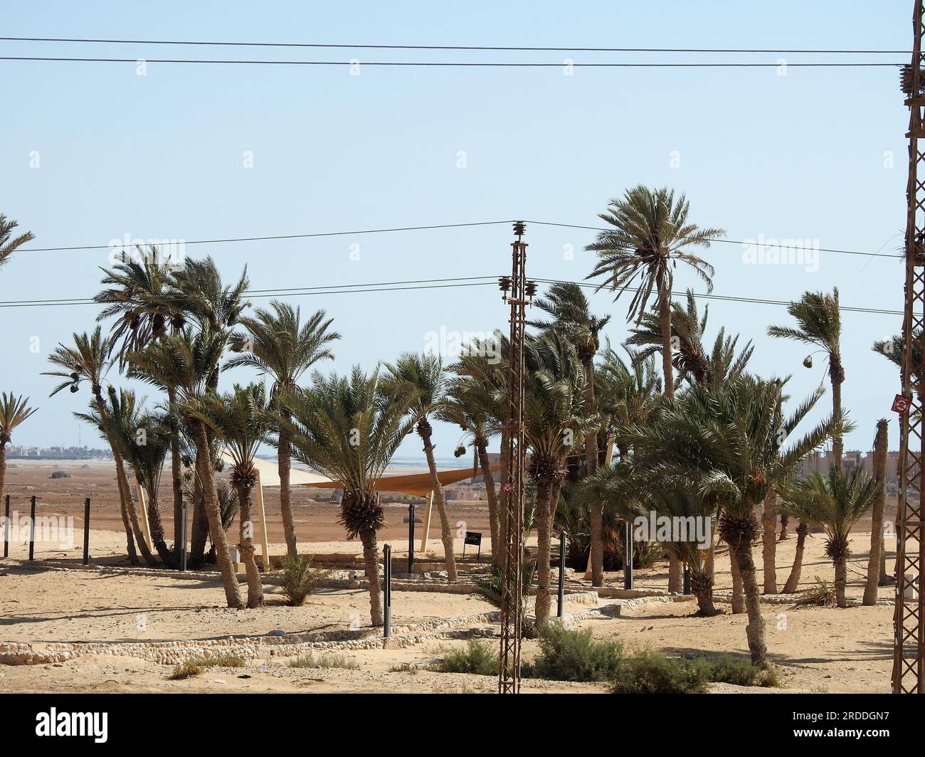 Prophet Moses Springs, Water wells and palms in Sinai Peninsula, Ras ...