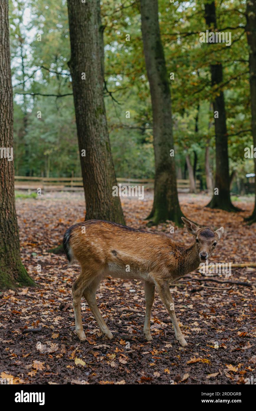 Female Red deer stag in Lush green fairytale growth concept foggy ...