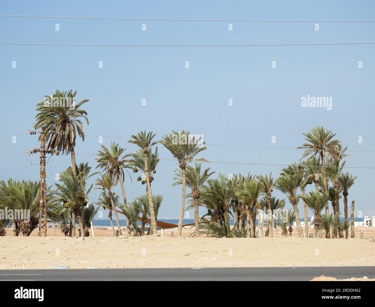 Prophet Moses Springs, Water wells and palms in Sinai Peninsula, Ras ...