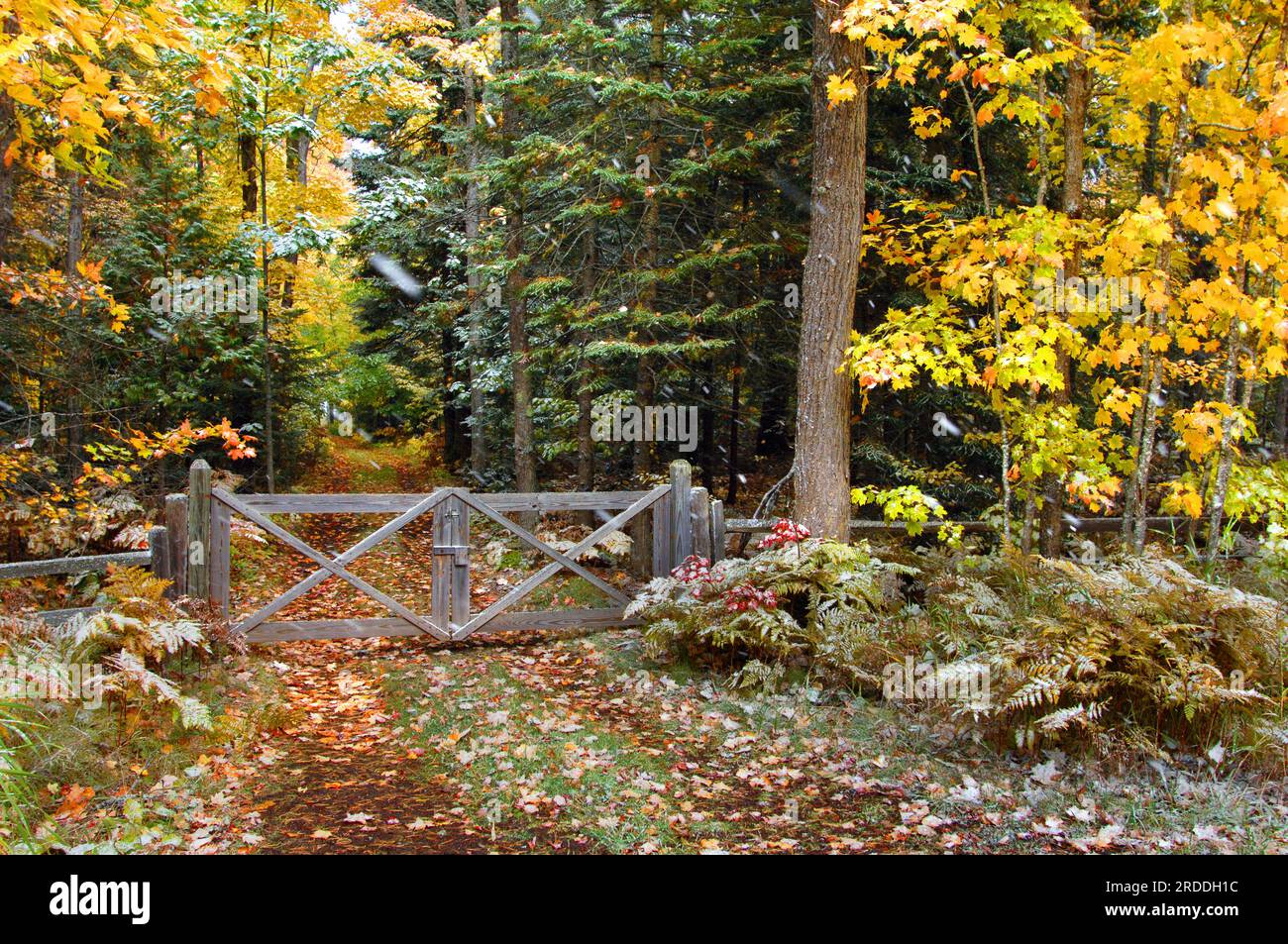 Rustic, wooden gate and fence bar the entrance to a small dirt lane in ...