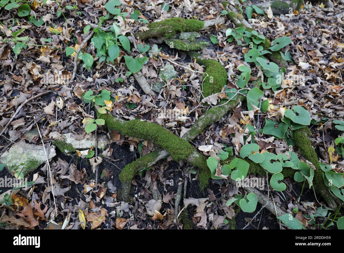 Fallen tree vines hi-res stock photography and images - Alamy
