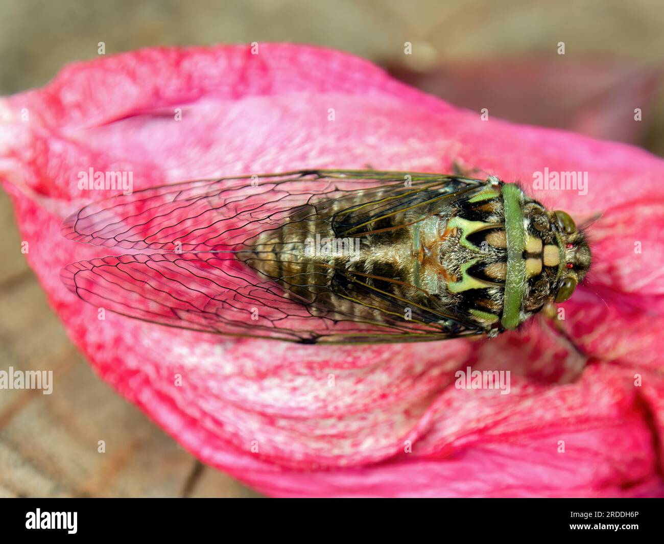 Macro photography from the top of a green cicada on a red flower ...