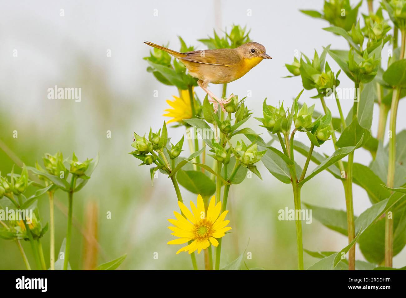 Common Yellow Throat Stock Photo - Alamy