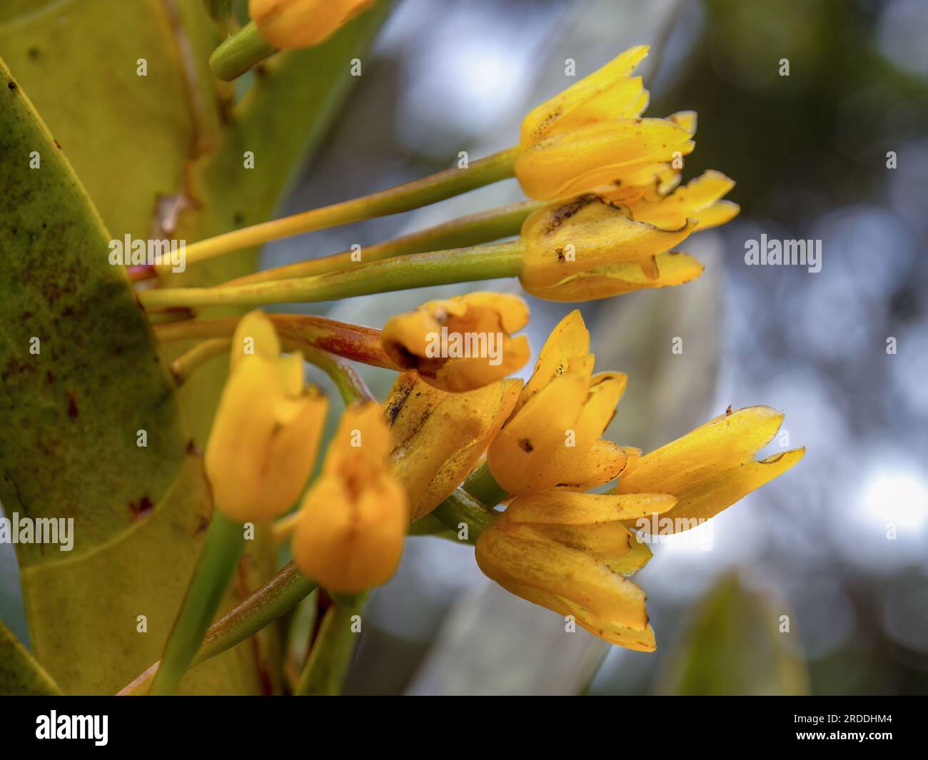 Macro photography of the small maxillaria aurea flowers, captured at ...