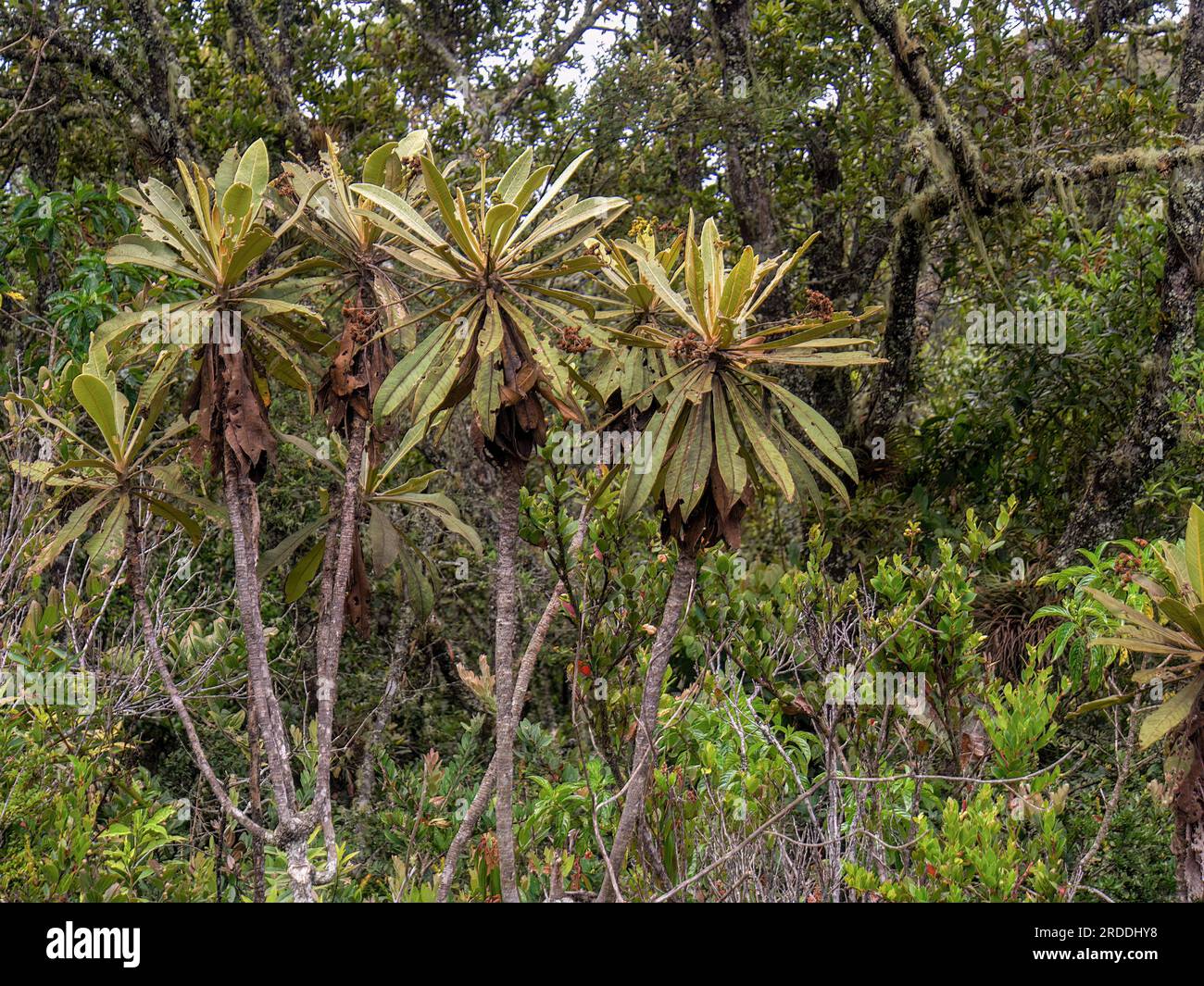 A very particular species of espeletia plant with branches, captured in ...