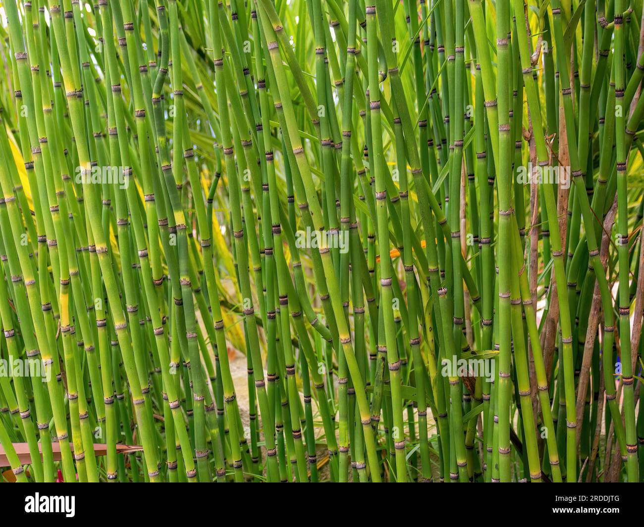 Close-up photography of healthy rough horsetail plants, captured in a ...