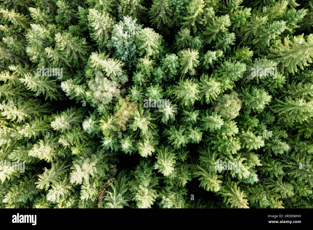 Aerial view of green pine forest with dark spruce trees. Nothern ...
