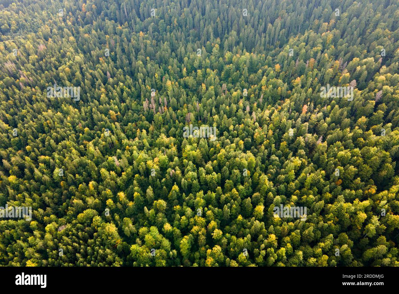 Aerial view of green pine forest with dark spruce trees. Nothern ...