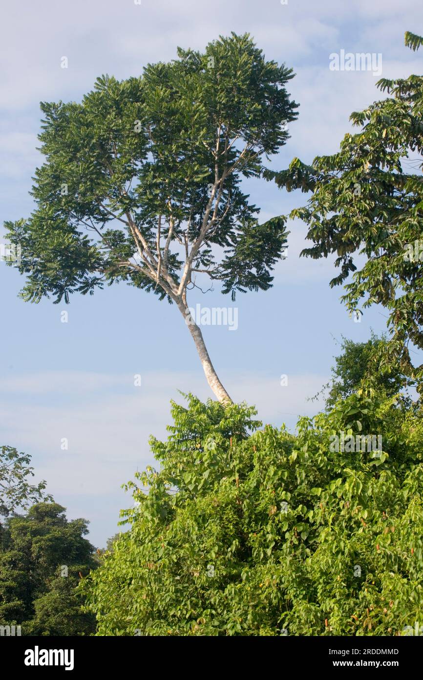 Trees in the rainforest of the Upper Amazon near the Pastasa River ...