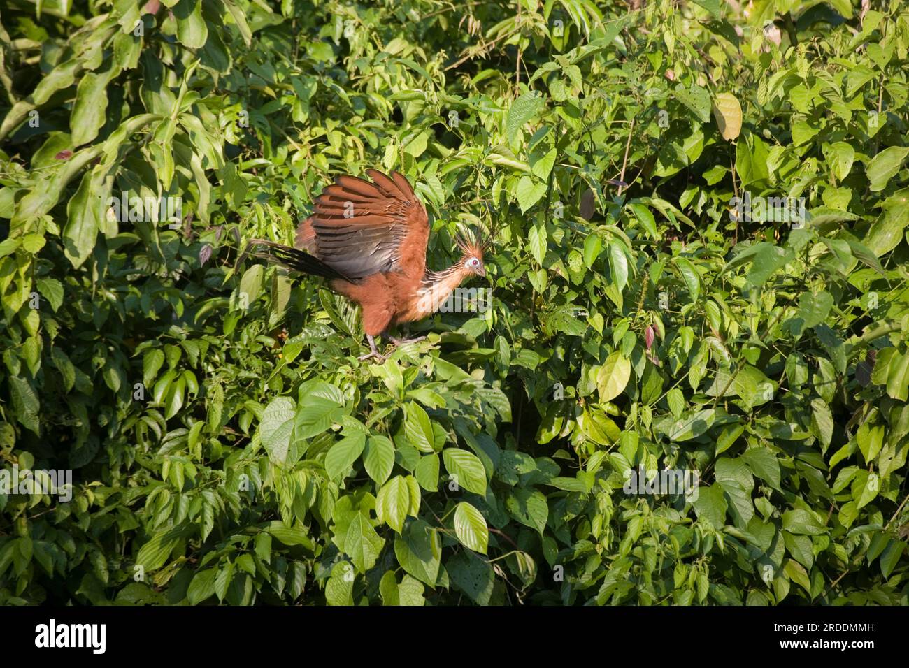 Hoatzin (Opisthocomus hoazin) in rainforest near the Pastasa River in ...