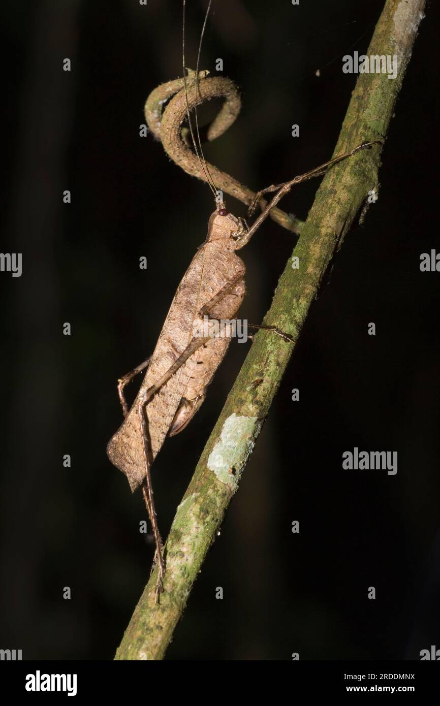 Brown Bush Cricket at night in the rainforest, Ecuador Stock Photo - Alamy