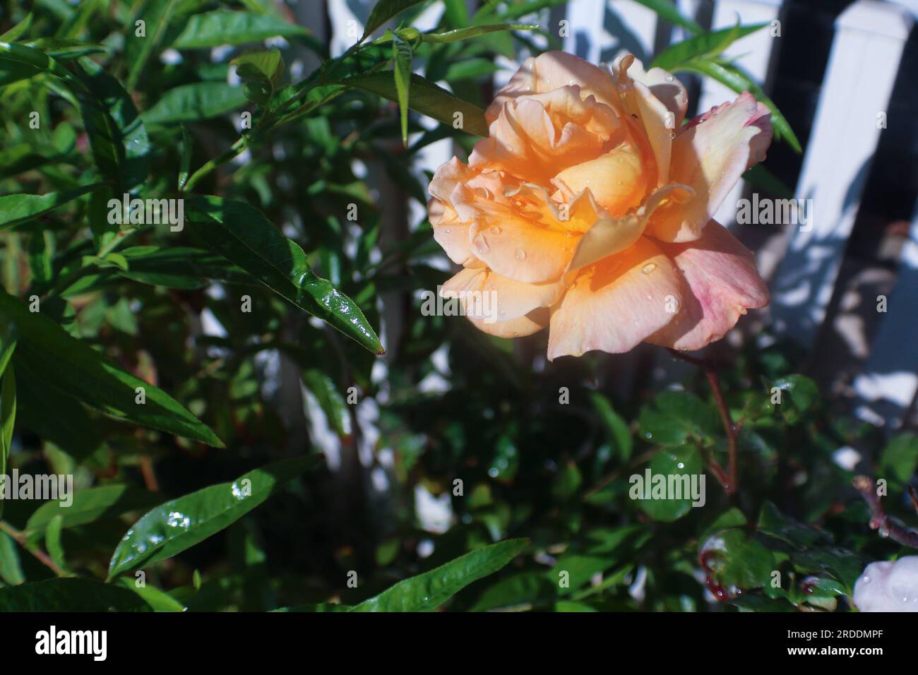 Rose of venus hi-res stock photography and images - Alamy