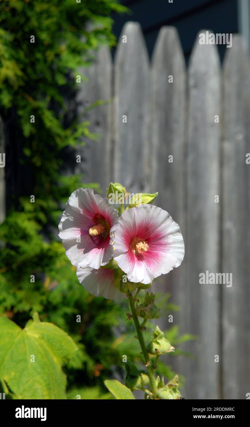 Three hibiscus bloom on a tall stalk in frot of a rustic wooden fence ...