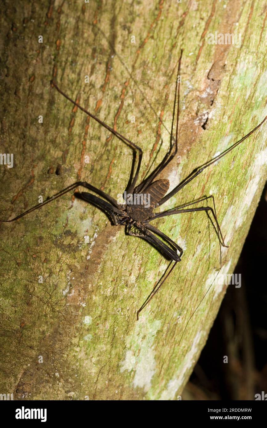 Scorpion spider Adernatus sp in a rainforest at night, Ecuador Stock ...