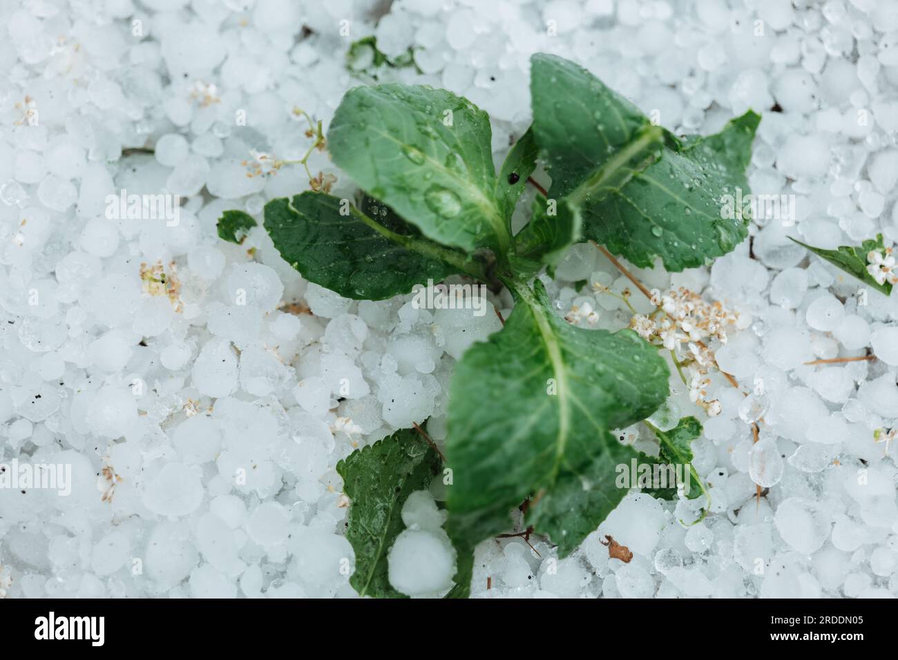 White hail hi-res stock photography and images - Alamy