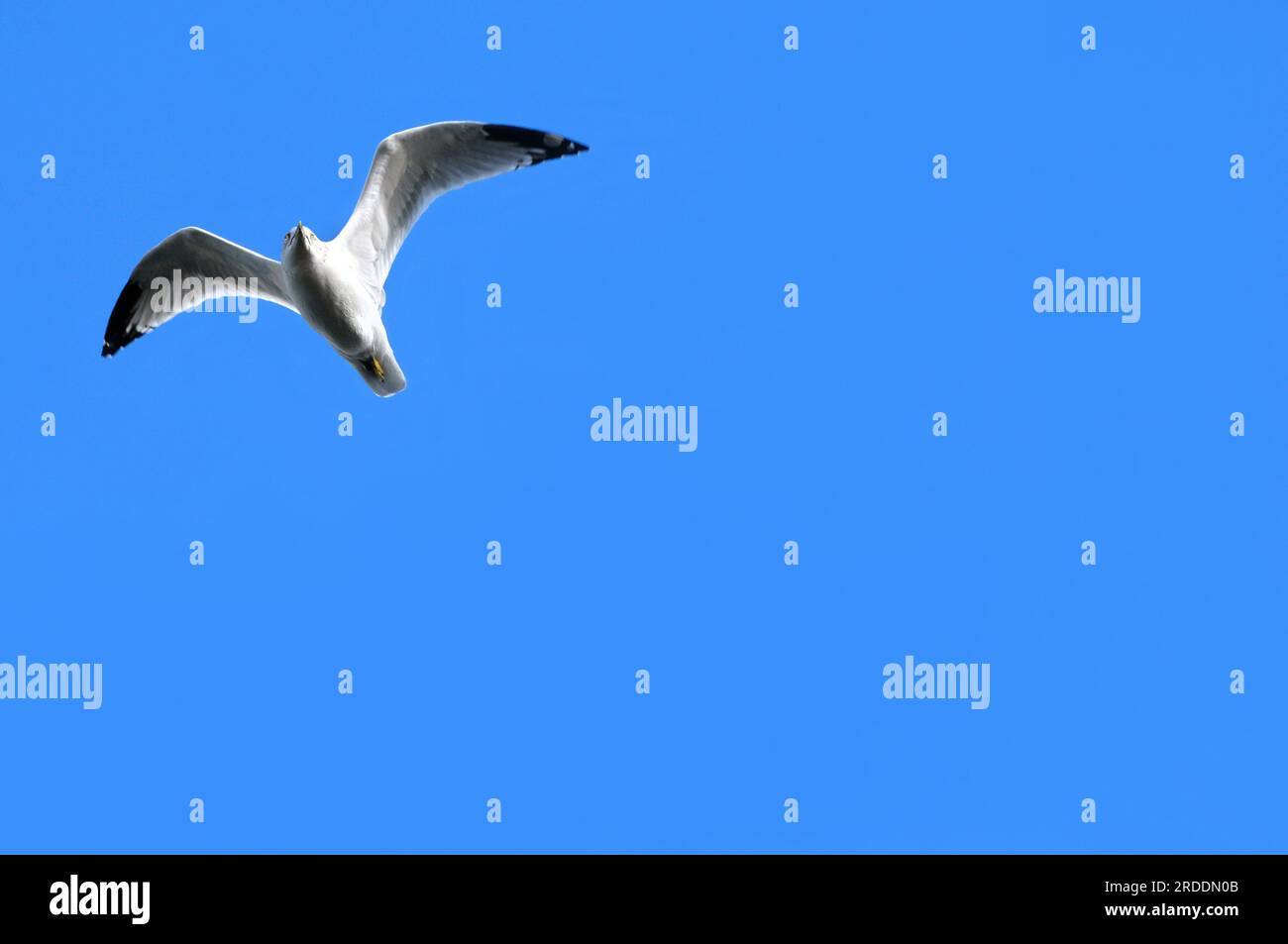 Michigan blue skies frames white seagull with wings spread, soaring ...