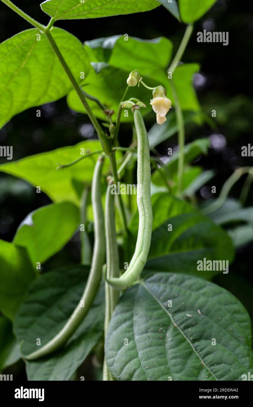 Bush beans hi-res stock photography and images - Alamy