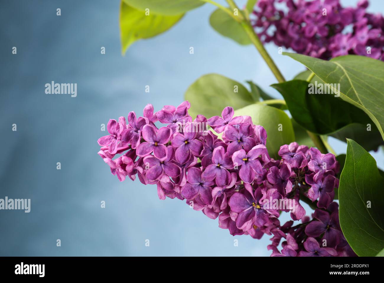 Closeup view of beautiful lilac flowers on light blue background Stock ...