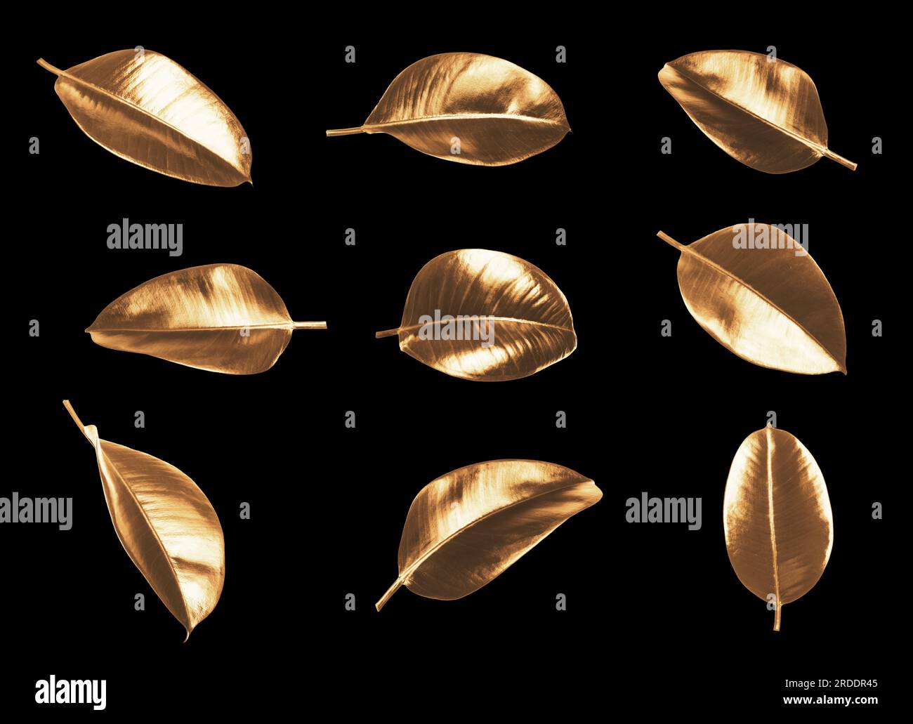 Collage with beautiful gold painted leaves of Ficus Elastica plant on ...